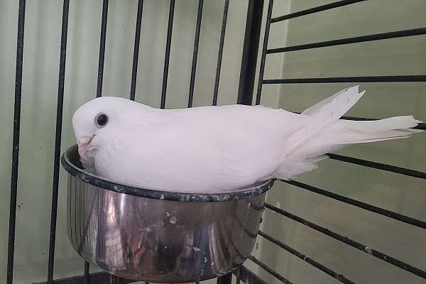 Valencian figurita pigeons