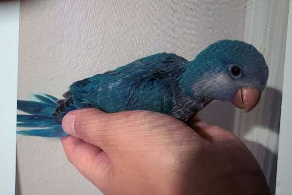 Baby Quaker