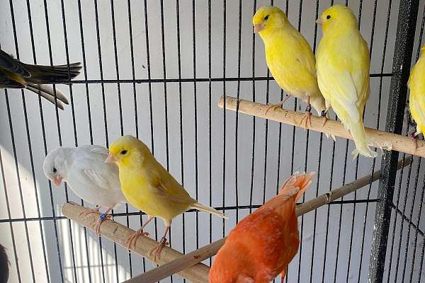 Beautiful Canarys