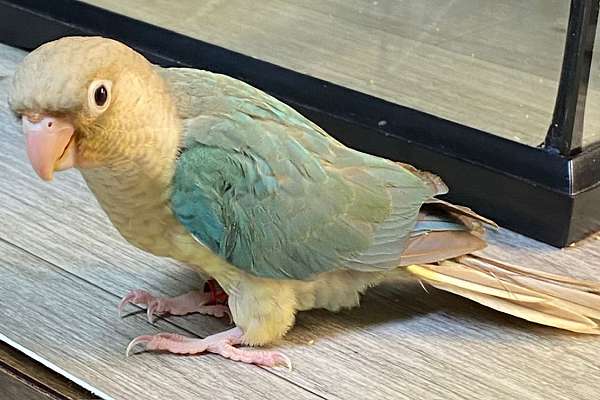 turquoise pineapple green cheek conure, handfed