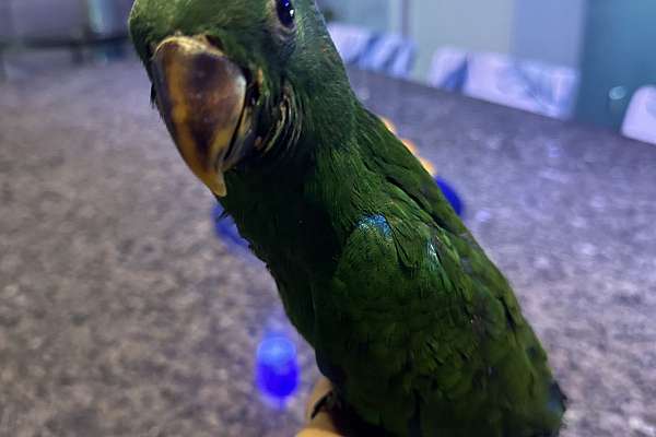 Male Eclectus
