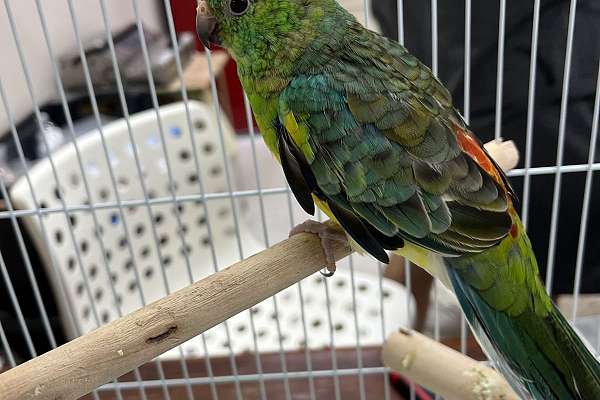 red rumped parakeets