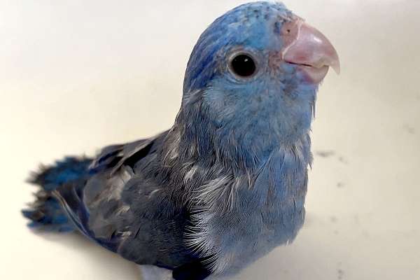 Cobalt Blue Baby Parrotlet (male)