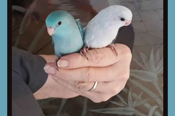 Baby Parrotlets