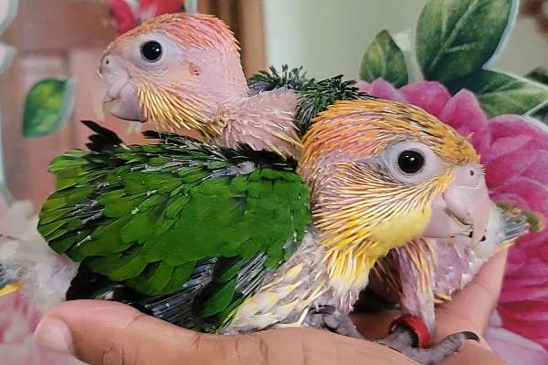 Beautiful Caiques