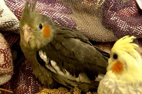 Hand fed Cockatiel, male, $170 special