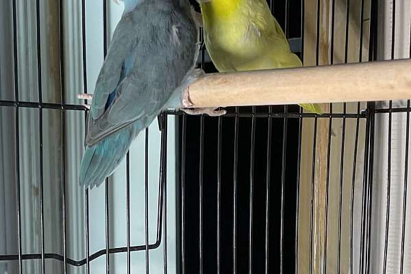 Parrotlet breeding pair
