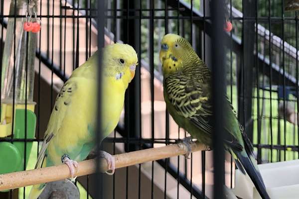 Two adult parakeets looking for a new home