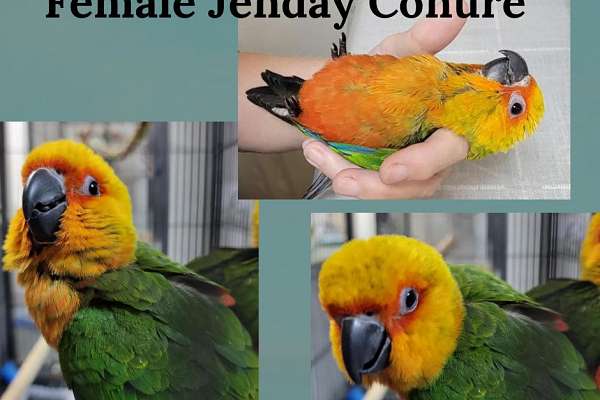 Jenday Conure Female Baby
