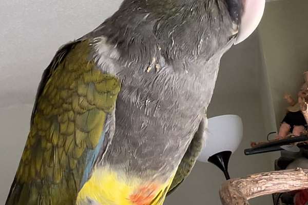 Rare Baby Patagonian Conure aka Burrowing Parrot