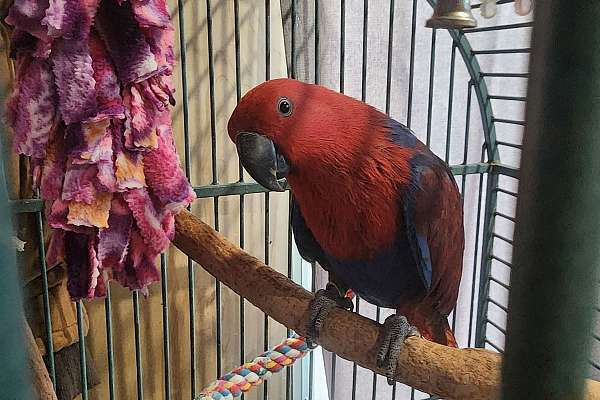 Female ecletus 18 months old