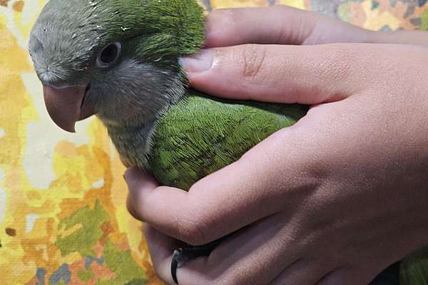 Baby Quaker