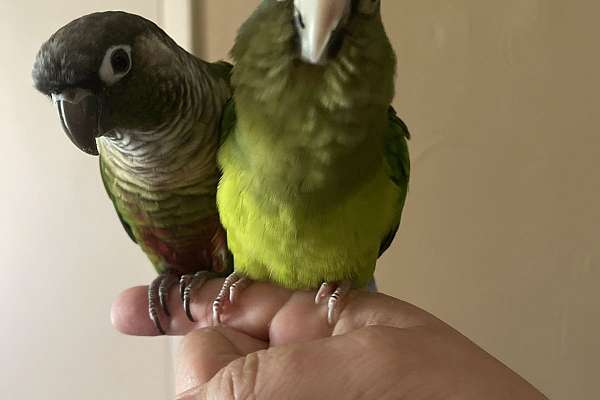 Half moon conure and green cheek