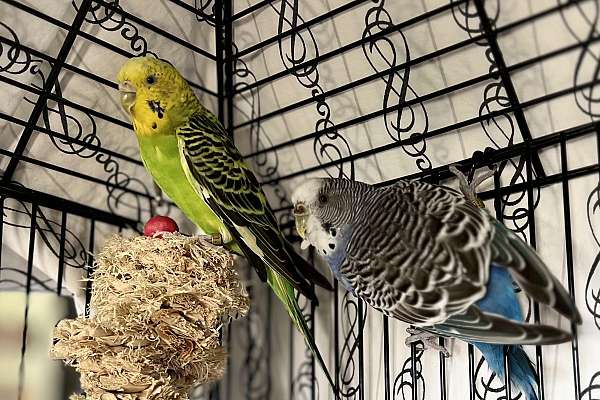 Parakeets for adoption