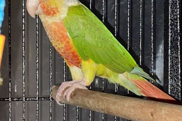 Green Cheek Conure red factor conure female