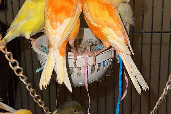 Beautiful colorful healthy canaries