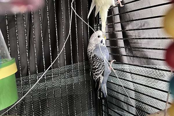Budgies