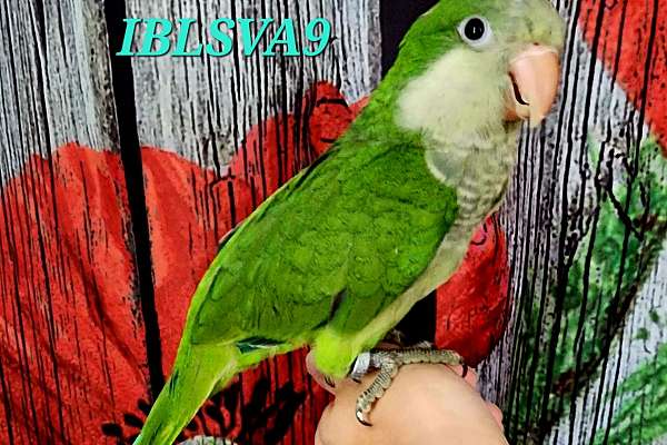 Green Quaker