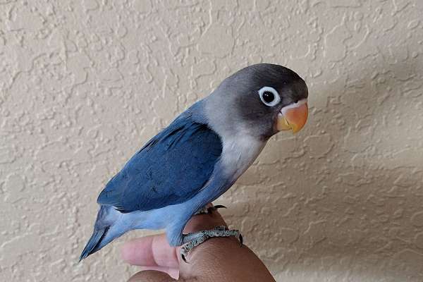 Lovebird Blue Black Masked - We Ship-