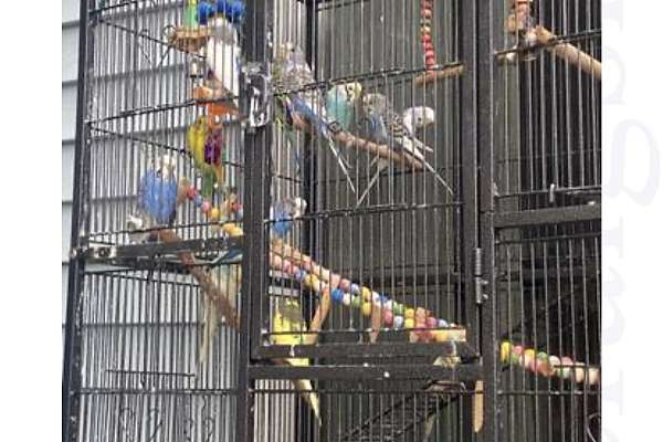 Selling parakeets/ budgies - $35