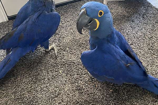 Hyacinth Macaws-Bonded Pair