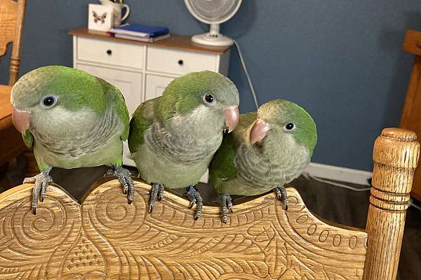 One boy baby and 1 girl baby ,Sweet baby Quakers , ready for new homes.