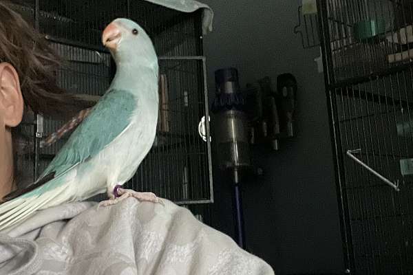 Baby Blue clear tail Indian ring neck