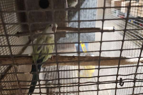 17 joung Quakers breeding pair for sale