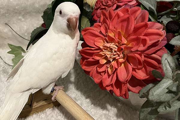 Female Quaker parrot