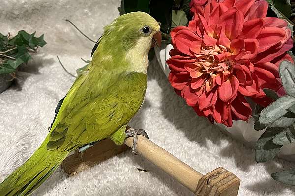 Female Quaker parrot