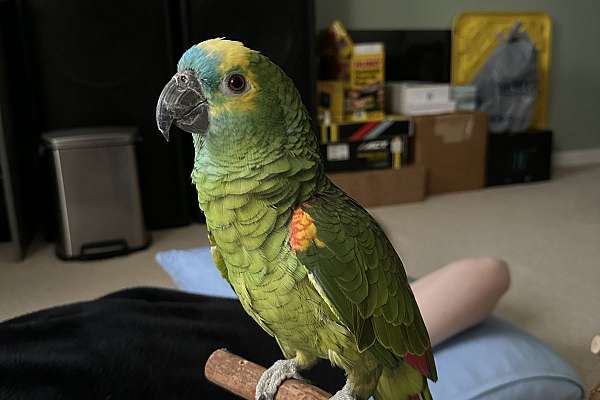 Blue fronted Amazon