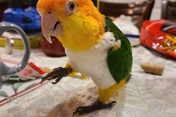 male caique