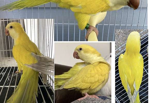 Quaker Parrot- Male