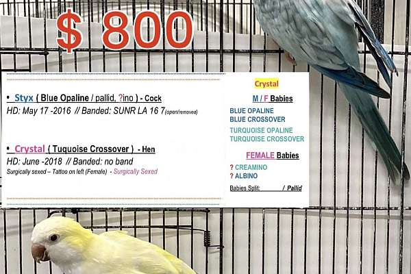 Quaker Parrot - pair