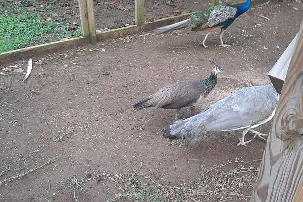 Young peachicks ready to be rehomed