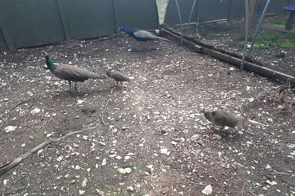Young peachicks ready to be rehomed