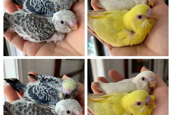 Parakeet babies handfed tame and weaned