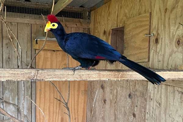 Lady Ross Turacos