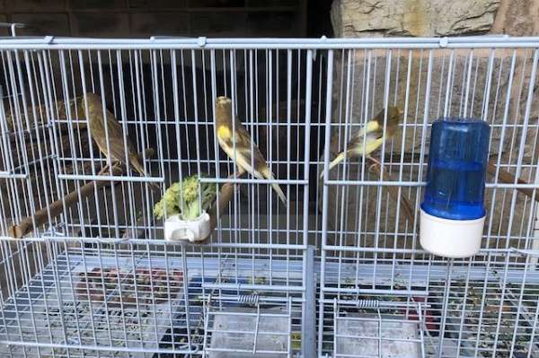 Canaries for sell.