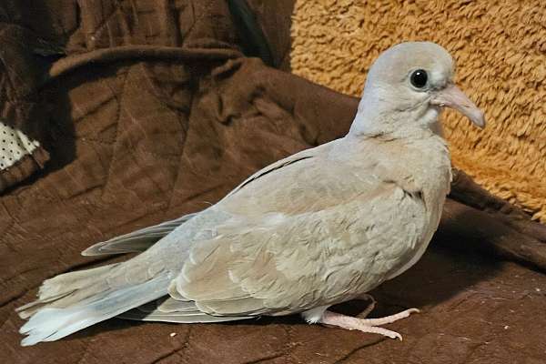Baby Ringneck Dove