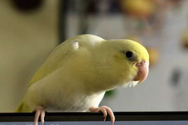 Challenge Parrotlet for Adoption