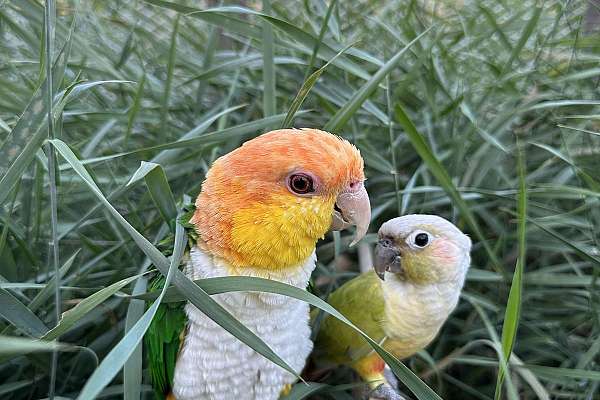 Mango & Pineapple- White Bellied Caique & Dilute Green Cheek Conure PAIR