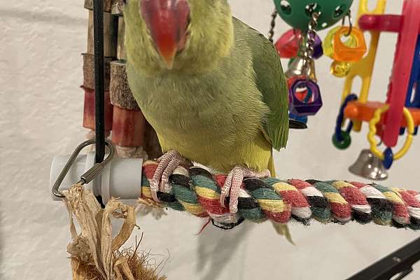 Green Cleartail Indian RIngneck