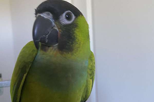 Baby Nanday Conure