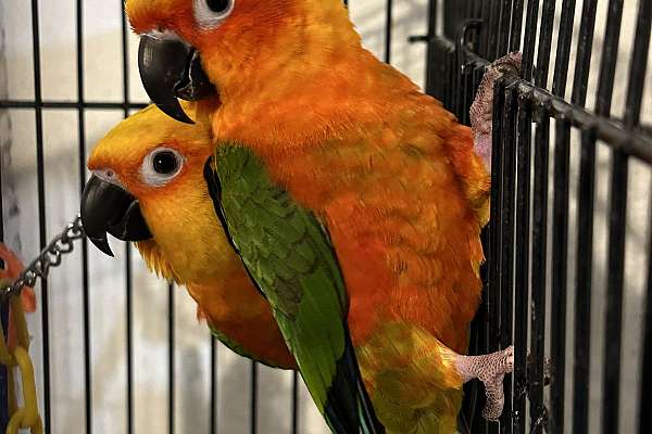 Pair of Beautiful and healthy Conures +Cage and Nest