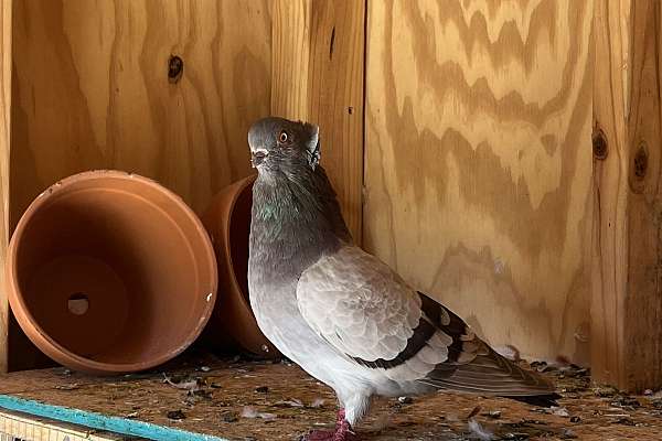 Serbian High Flyer Pigeon (Flew a 200 mile race)