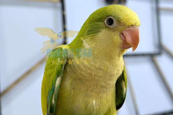 baby quaker parrot