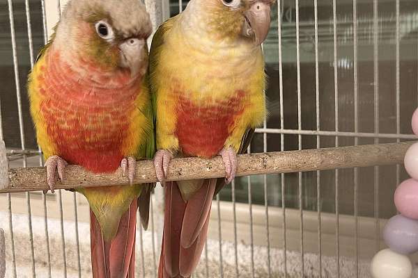 Pair of pineapple conures