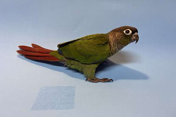 Baby green cheek conure, handfed and friendly