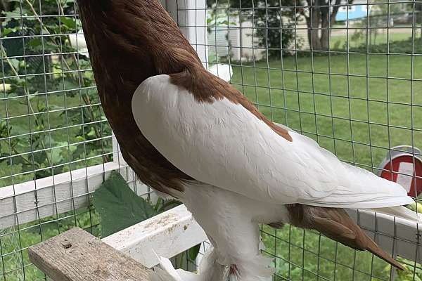 Young Red Reversed Wing Pouter